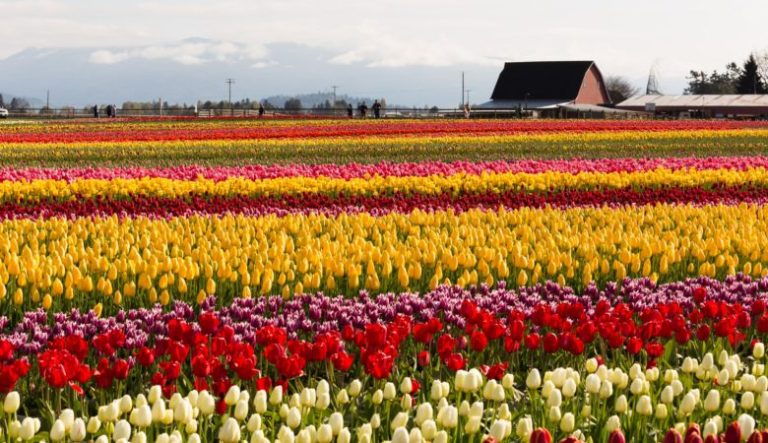 Khám Phá Lễ Hội Hoa Tulip - Tulip Time Festival tại Pella, Iowa - Công ...